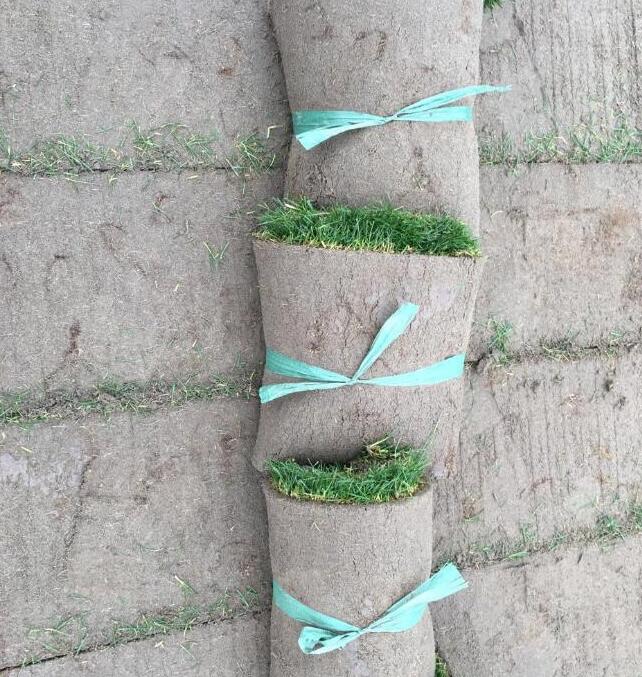 江苏沙坪果岭草价格_图片_参数-烽火台